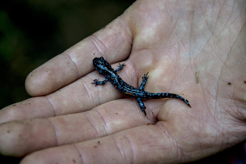 How Vermont Rallied To Save Tiny Salamanders From Becoming Roadkills
