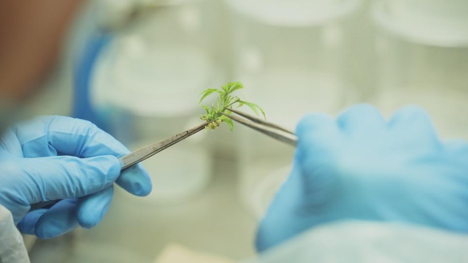 Triploid Cannabis: The Sterile Weed That Could Change Everything