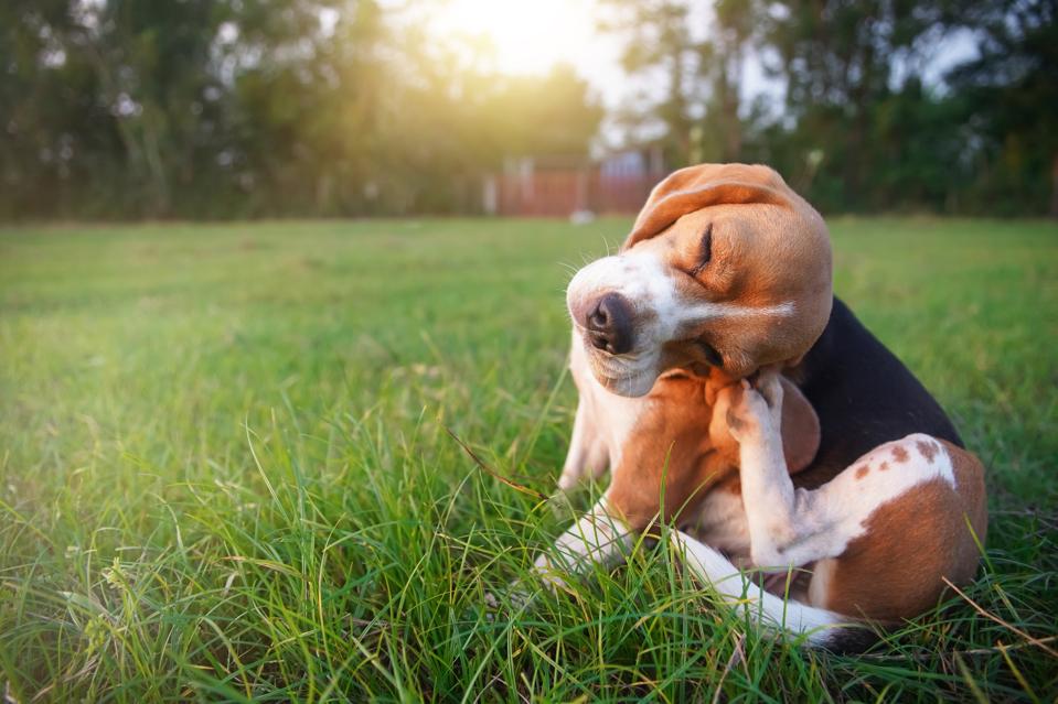 Seasonal Allergies Can Affect Dogs: Here’s What You Need To Know