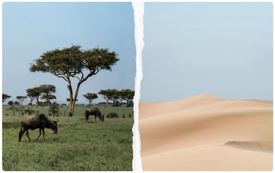 When The Sahara Was Green By Martin Williams — Review