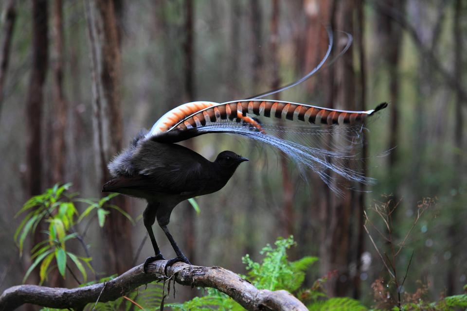 Meet The Australian Bird Whose Tail Is Prettier Than A Peacock’s. Hint ...