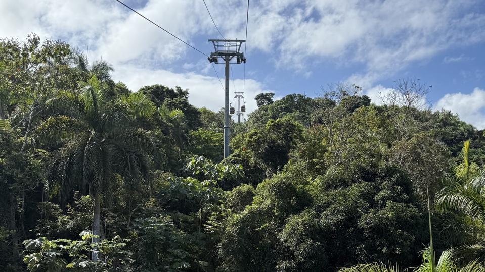 This Underrated Puerto Rico Park Is A Paradise For Birdwatching