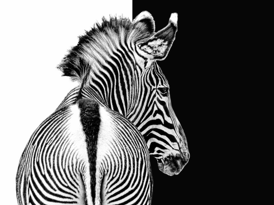 In Tech, Everyone Loves A Unicorn—Here’s Why Running A Zebra Is Better