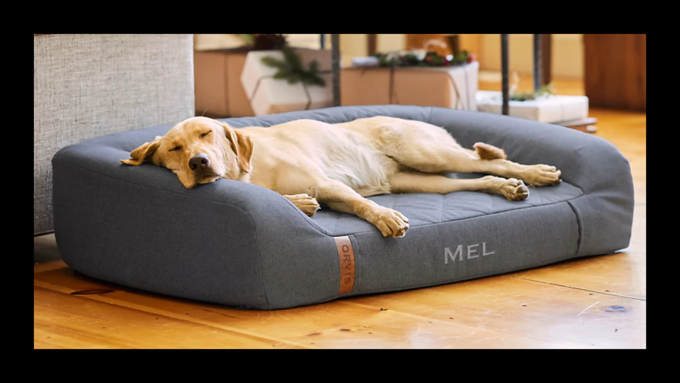 Best Orthopedic Dog Beds 2025 - Forbes Vetted