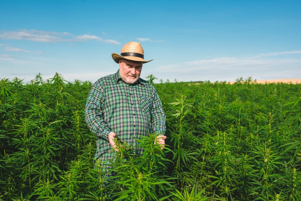 U.S. Seniors Nearly Double Cannabis Use In Just Two Years, Study Finds