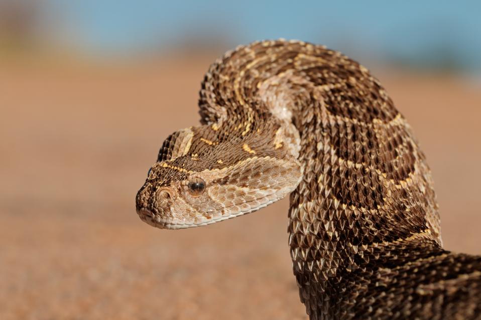 A Biologist Spotlights 3 ‘Extreme’ Snakes — By Strike Speed, Ground ...