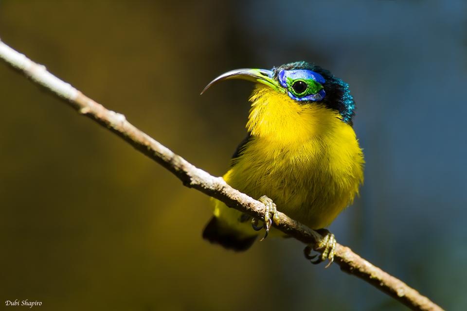 500 Bird Species Face Extinction Within The Next Century