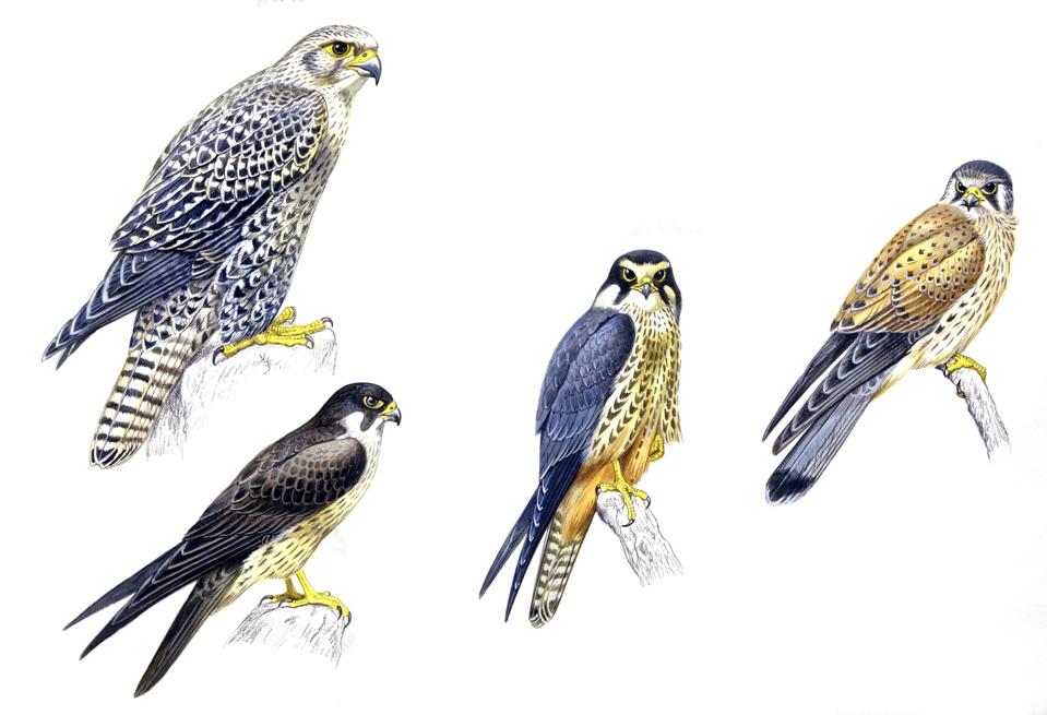 There Are Only 3 Extinct Falcons — A Biologist Tells Their Story. Hint ...