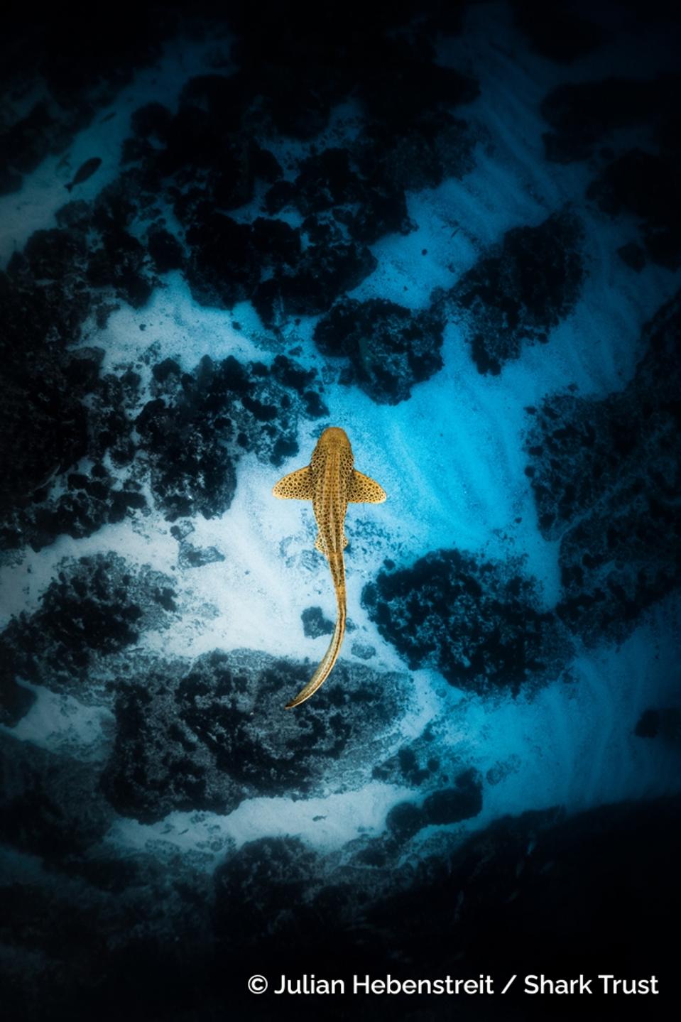 Shark Trust Announces 2025 Photography Winners