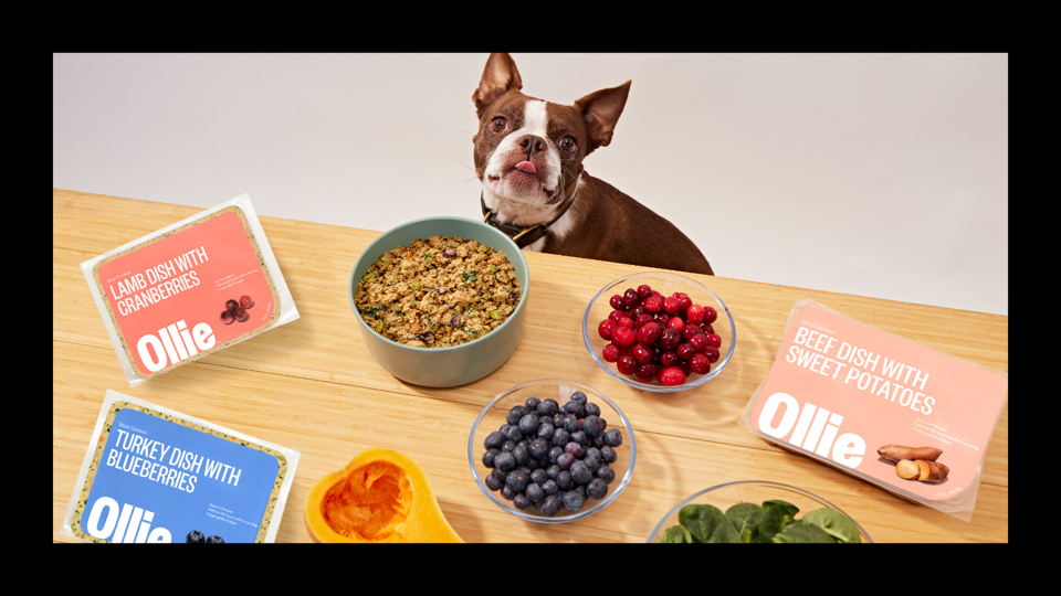 Dog Food For Picky Eaters 2026 - Forbes Vetted