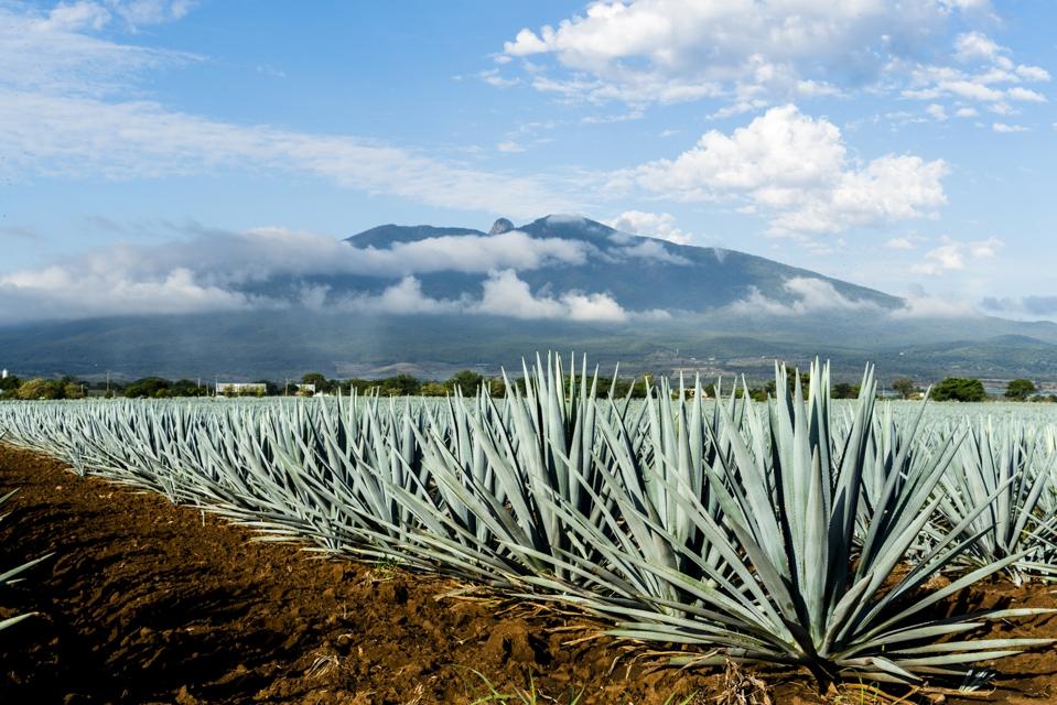 Honoring The Legacy Of Jose Cuervo On National Tequila Day