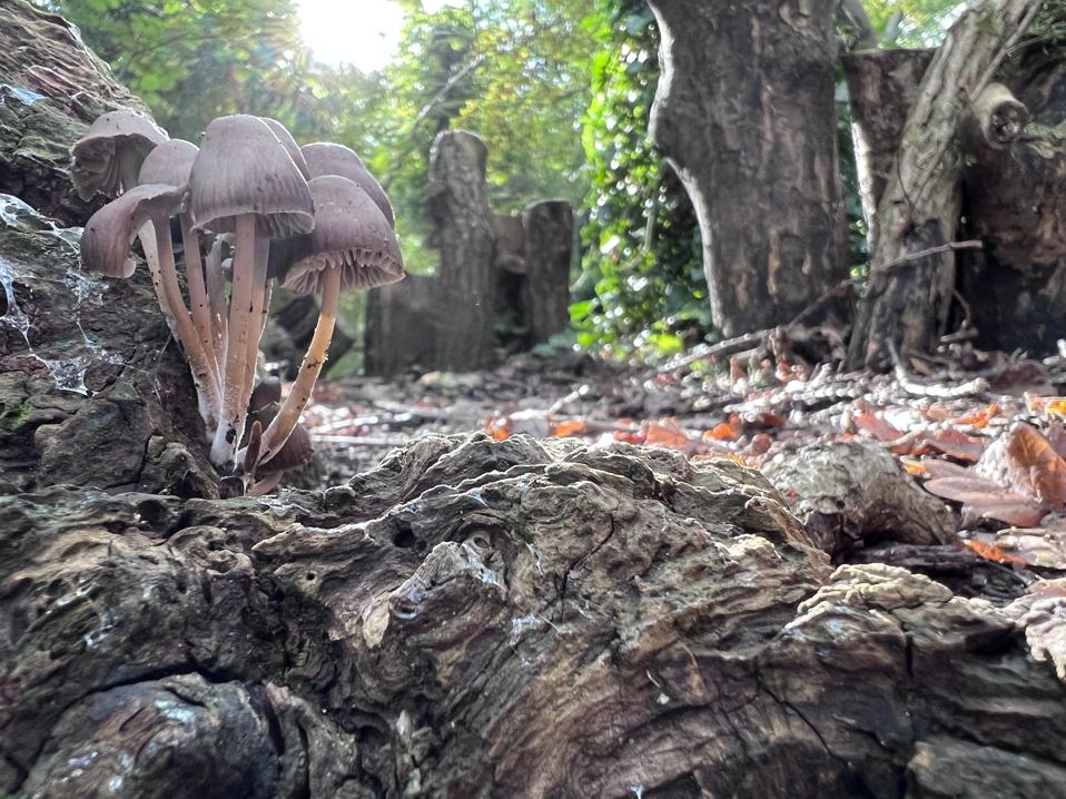 Fungi, Carbon, And The Climate Risk Map We Missed