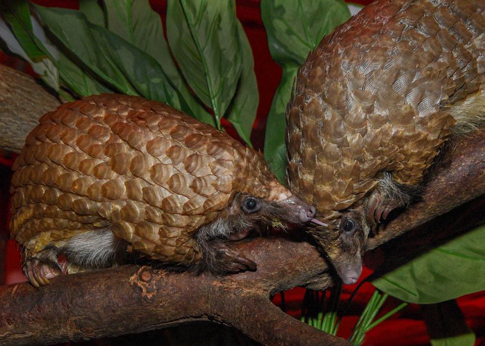 This Illinois Zoo Is Working To Save The Earth’s Most Trafficked Mammal