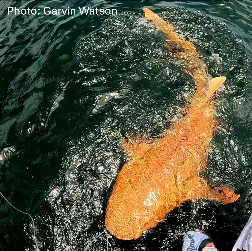 How A Golden Nurse Shark Made History