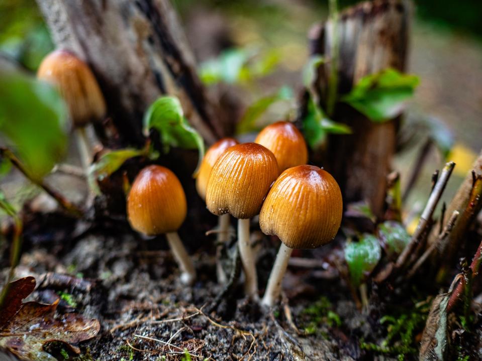 Psilocybin Added To Substance Abuse Treatment Toolbox In New Mexico