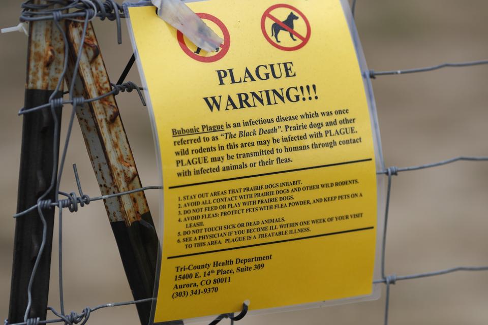 Plague Case In Lake Tahoe Sparks Questions About An Ancient Killer