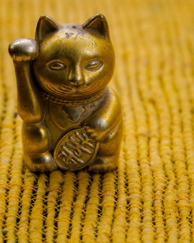 Table Trophies: What Disappearing Fish And Cats Reveal About Us