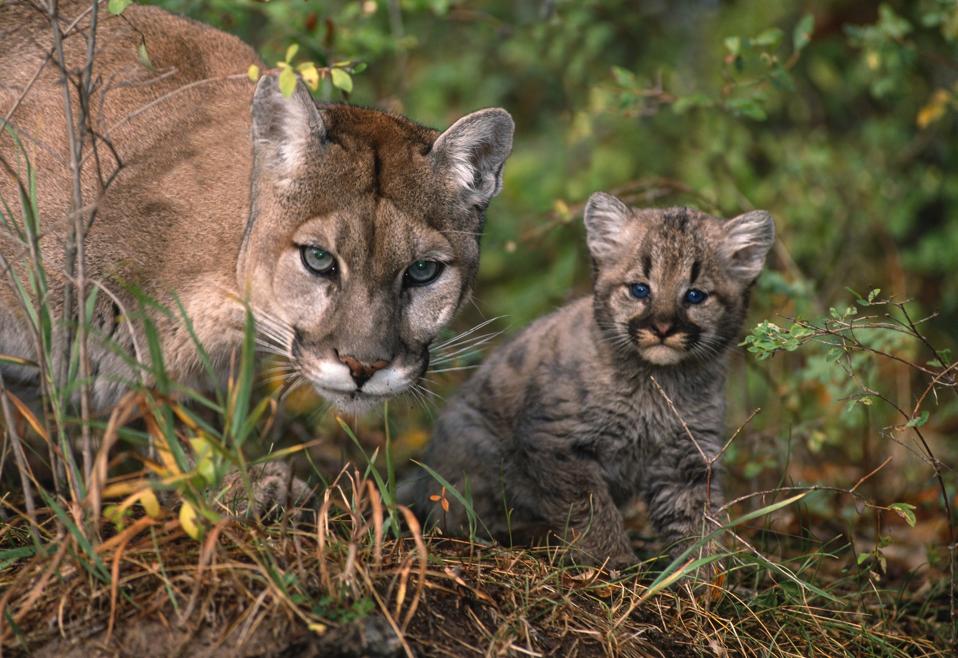Study Finds Strong Support For Returning Pumas To East Coast States