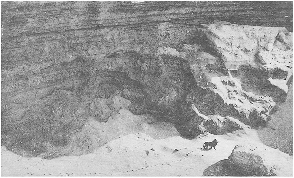 The Last Photo Of The ‘Barbary Lion’ Was Taken 100 Years Ago — A ...