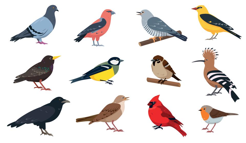 A Biologist Reveals The Bird That Took Over The World — 22 Billion And ...