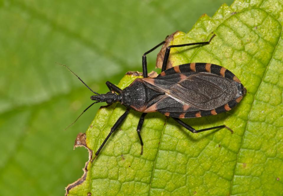 Deadly Chagas ‘Kissing Bug’ Disease Is Now Endemic In The U.S.