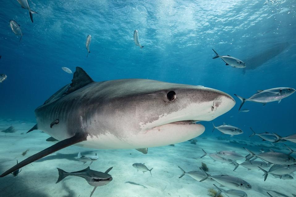 How Overfishing Is Impacting Tiger Sharks In The Arabian Sea