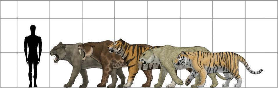 A Biologist Reveals The Biggest Lion To Have Ever Lived (Hint: It Was ...