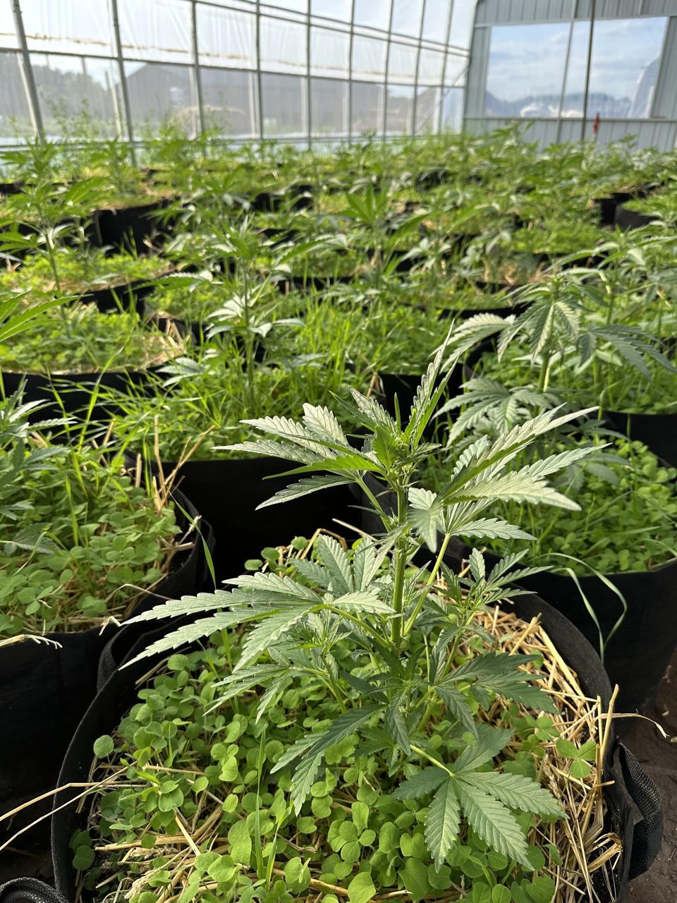 Prairie Island Indian Community Crafts Sustainable Cannabis Vision