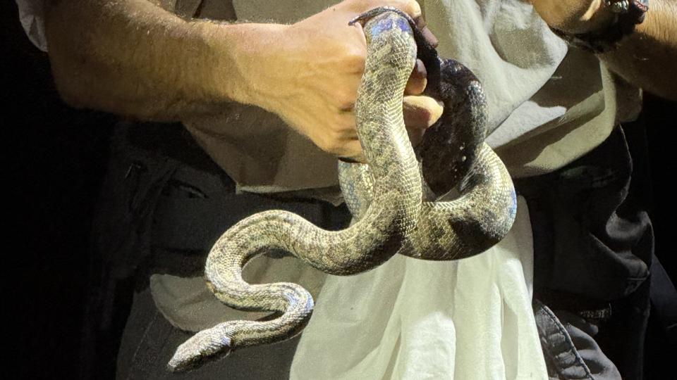 Wildlife Spotlight: The Search For The Puerto Rican Boa