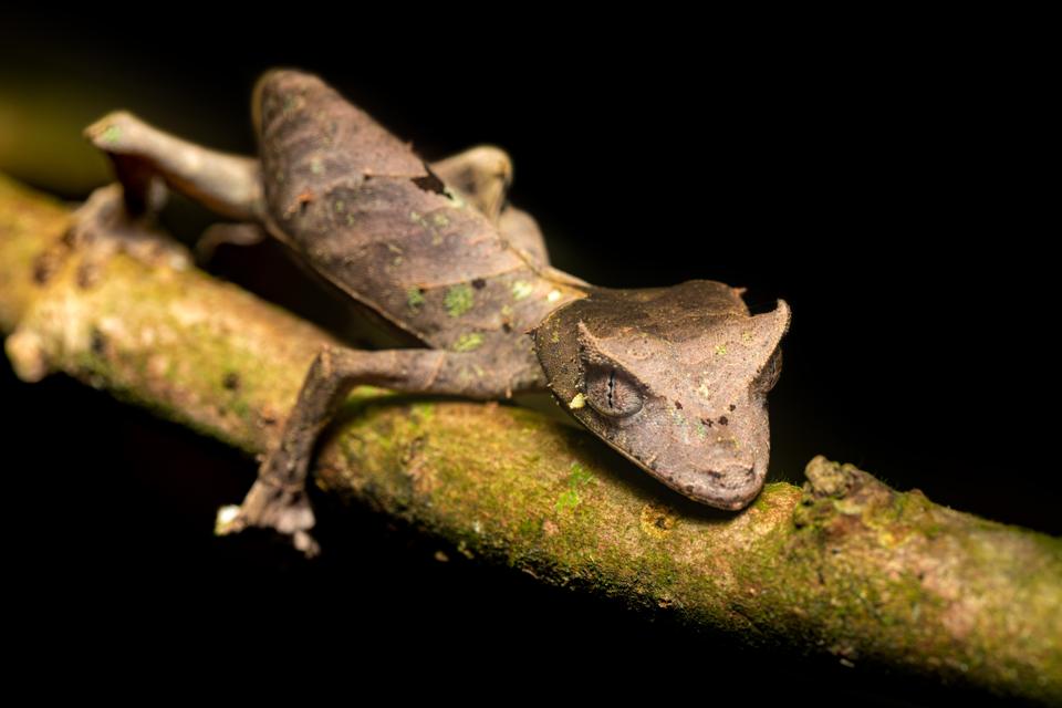A Biologist Calls Out The 10 Most ‘Ridiculous’ Animal Names (Hint: #1 ...