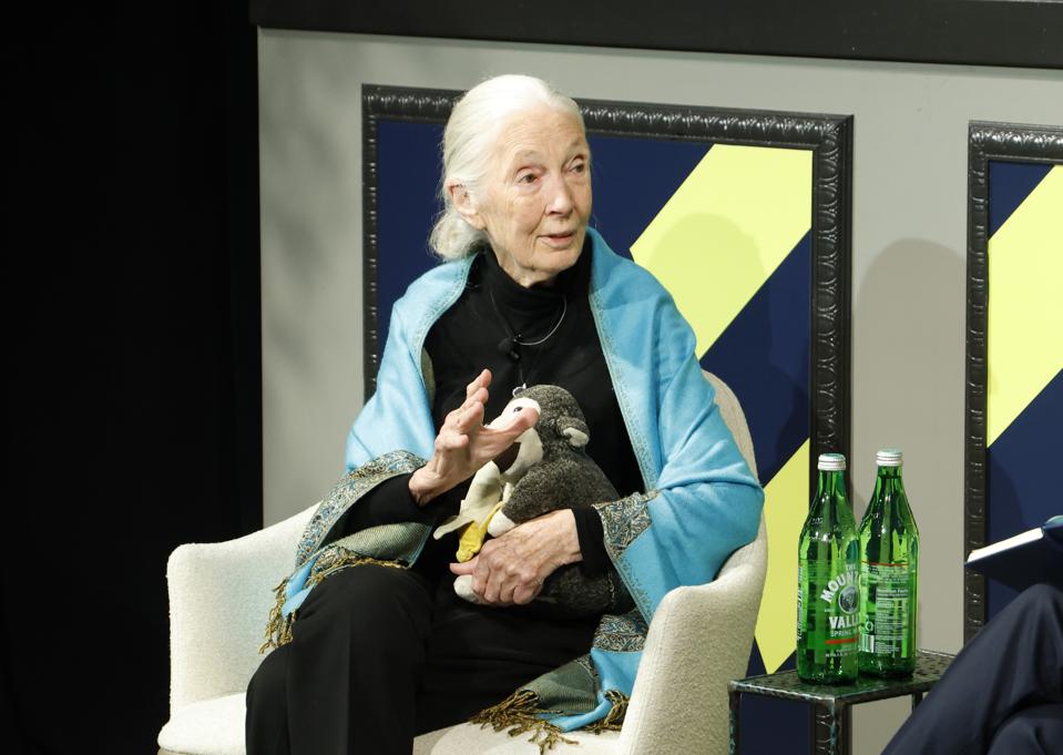Why Jane Goodall Believed Storytelling Is A Leader’s Most Powerful Tool