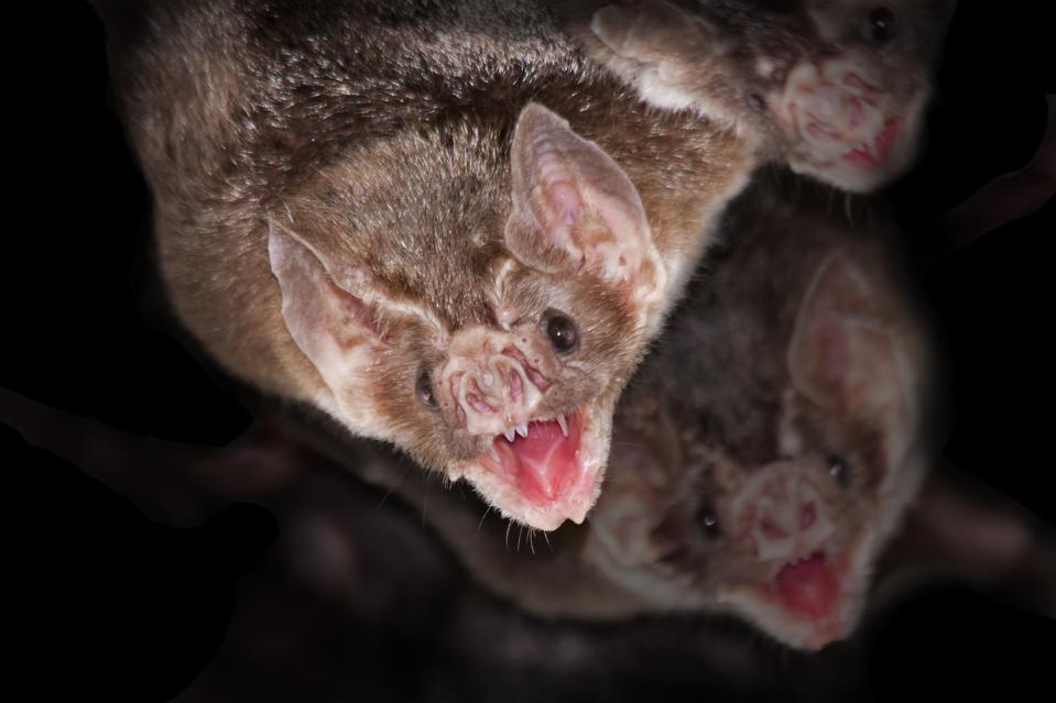 Meet 5 ‘Furtive’ Predators That Make Their Homes In Caves. Hint: One Is ...