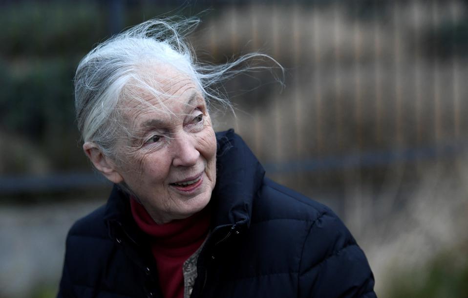What Jane Goodall’s Life And Legacy Can Teach Business Leaders Of Today