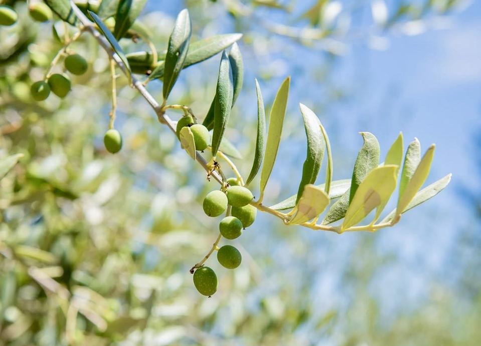 Rare Olive Oil From Oregon Makes This Fall Dish Extra Special