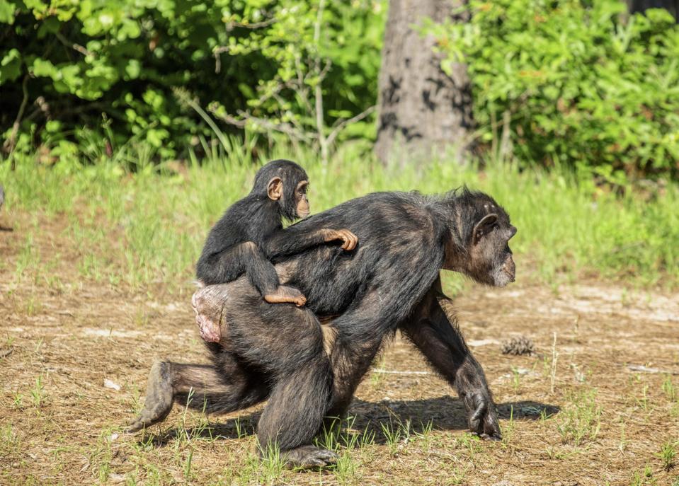 Take A Rare Peek Inside The World’s Largest Chimpanzee Sanctuary