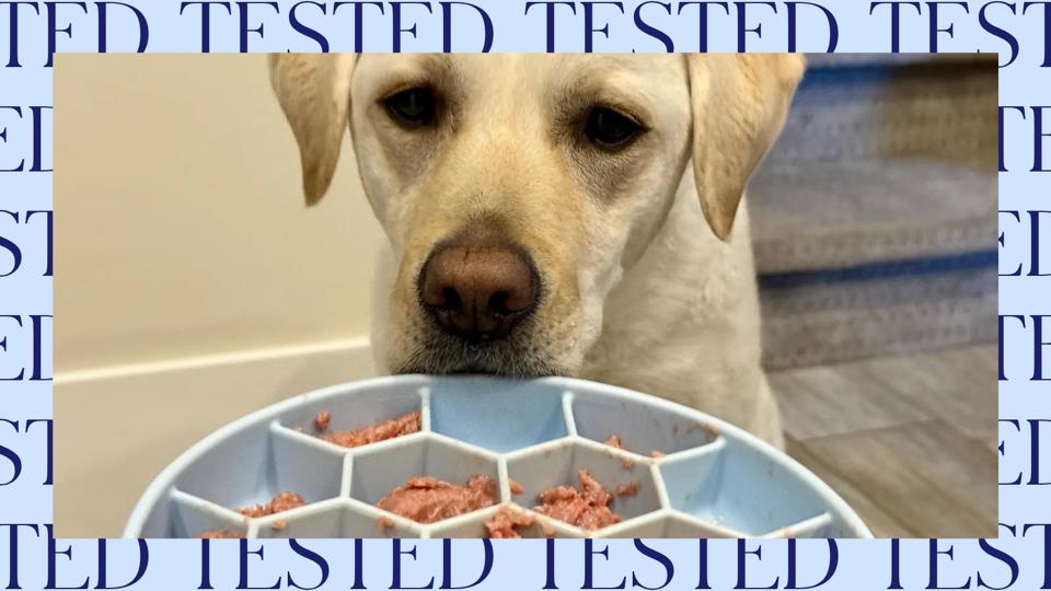Best Raw Dog Food 2026 - Forbes Vetted