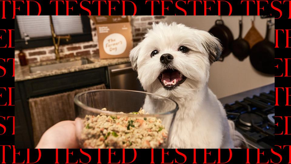 Best Cat Foods 2026 - Forbes Vetted