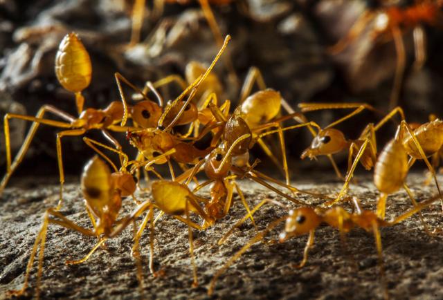 How To Combat Floating Fire Ant Rafts In Hurricane Harvey Flooding