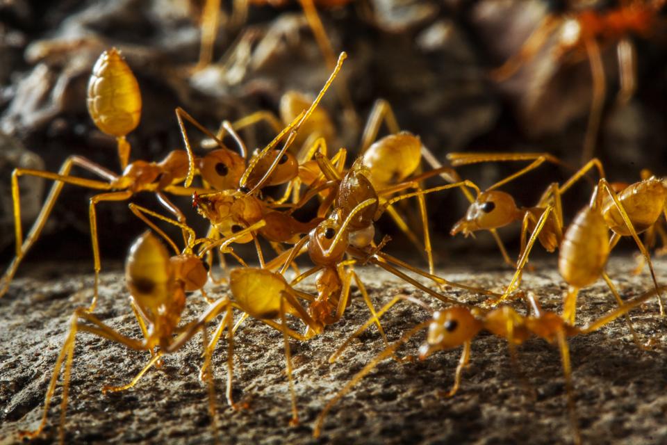 How To Combat Floating Fire Ant Rafts In Hurricane Harvey Flooding