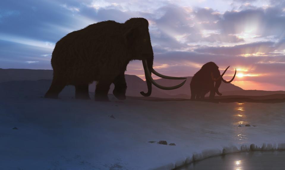 Genetic Research Suggests The Last Mammoths On Earth Were A Sick And ...