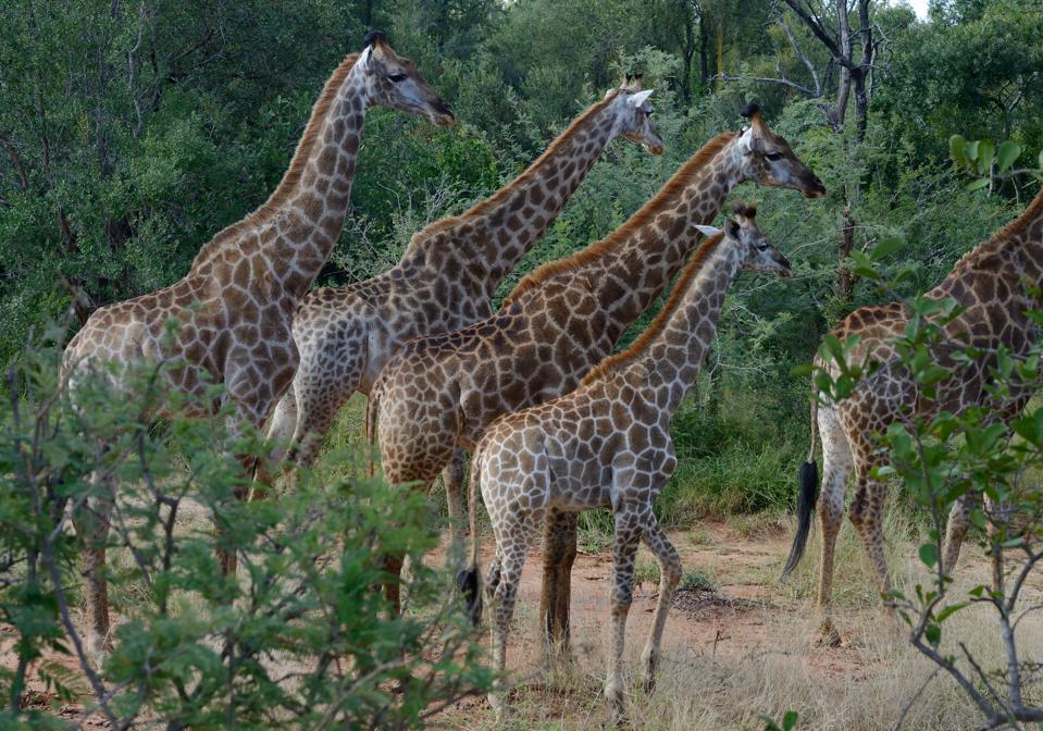 Take A Virtual African Safari In 2020 In Real-Time From Your Sofa