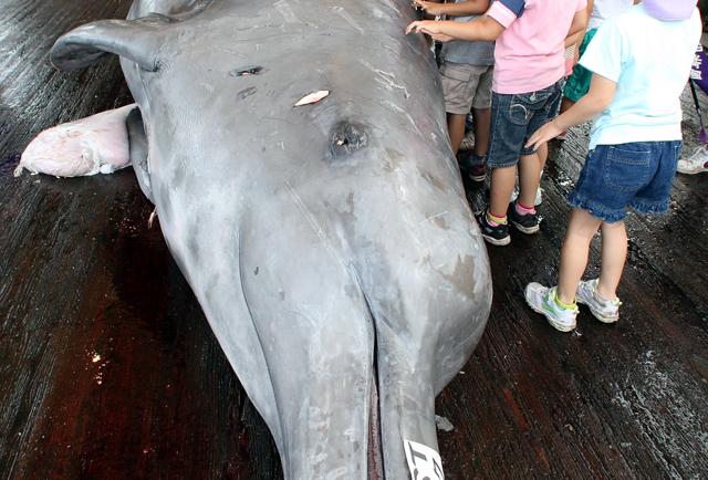 Mysterious Dead Whale Turns Out To Be New Species