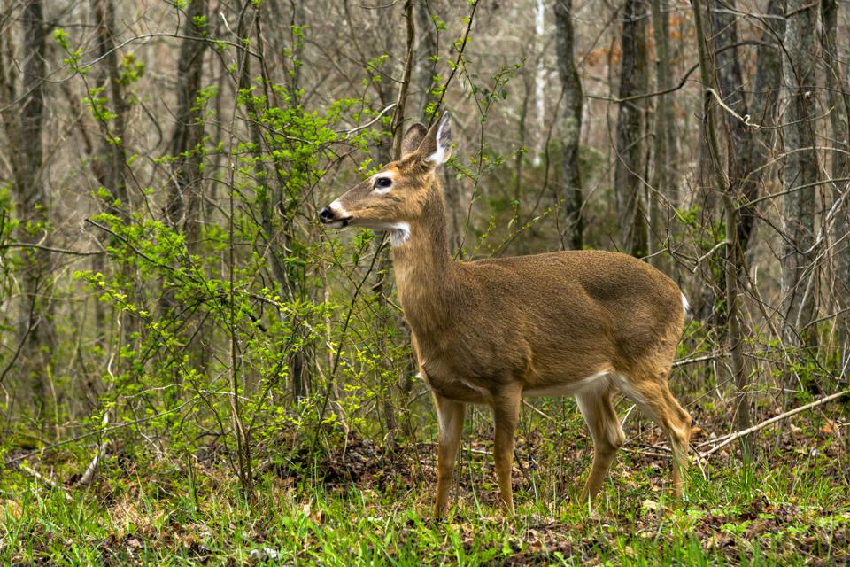 5 Unforgettable Hikes in the Upper Cumberland Region of Tennessee