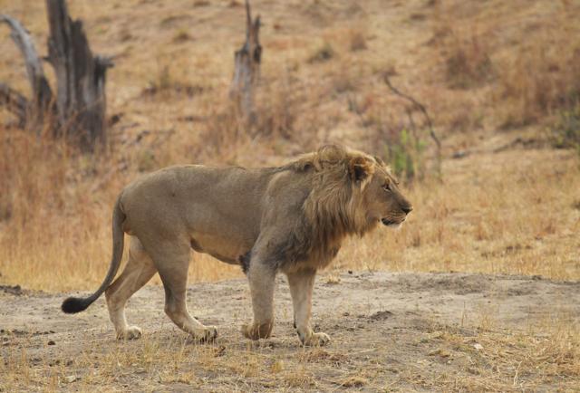 12 Days Of Charitable Giving 2015: Big Cats Initiative