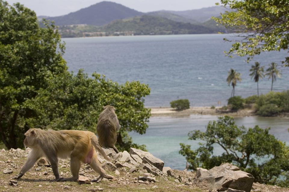 The Amazing Monkey Island In Puerto Rico Where Humans Are The Ones In Cages